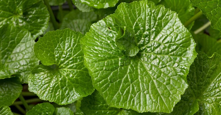 Wasabi - Escala Scoville