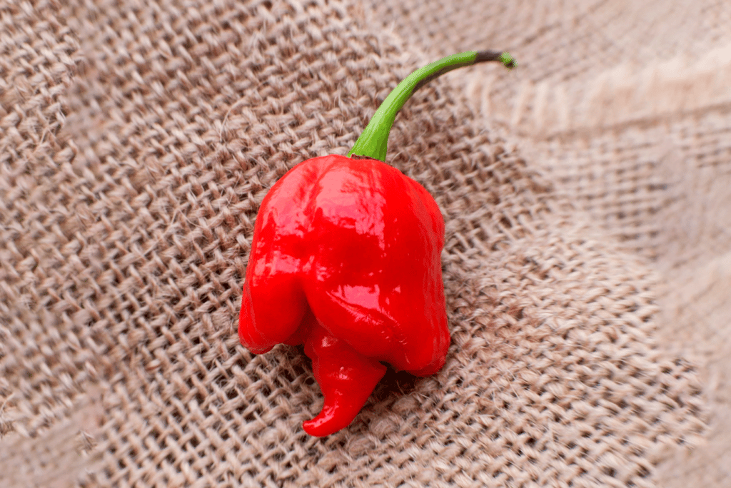Trinidad Scorpion Butch T - Escala Scoville
