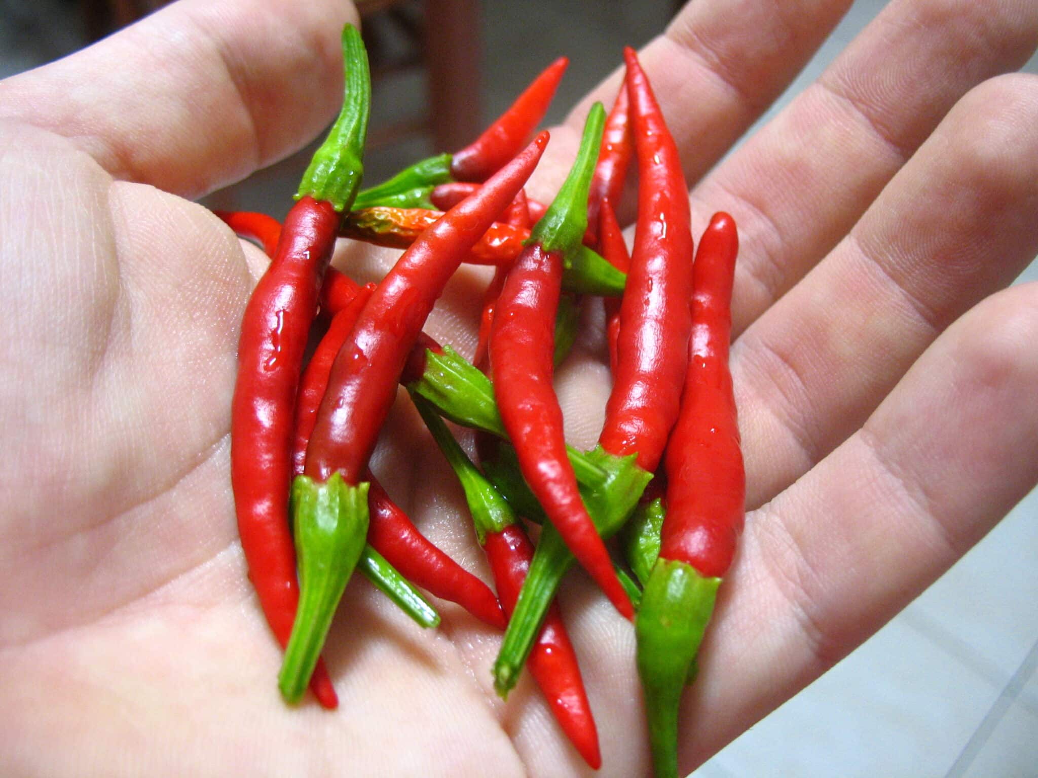 Chile de Árbol - Escala Scoville