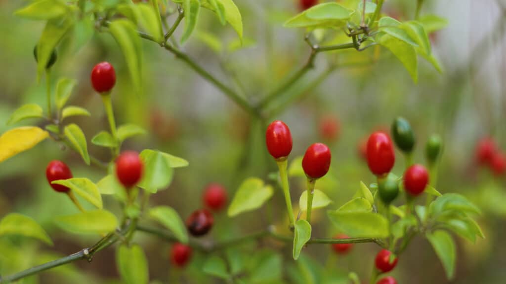 Chile Chiltepín - Escala Scoville